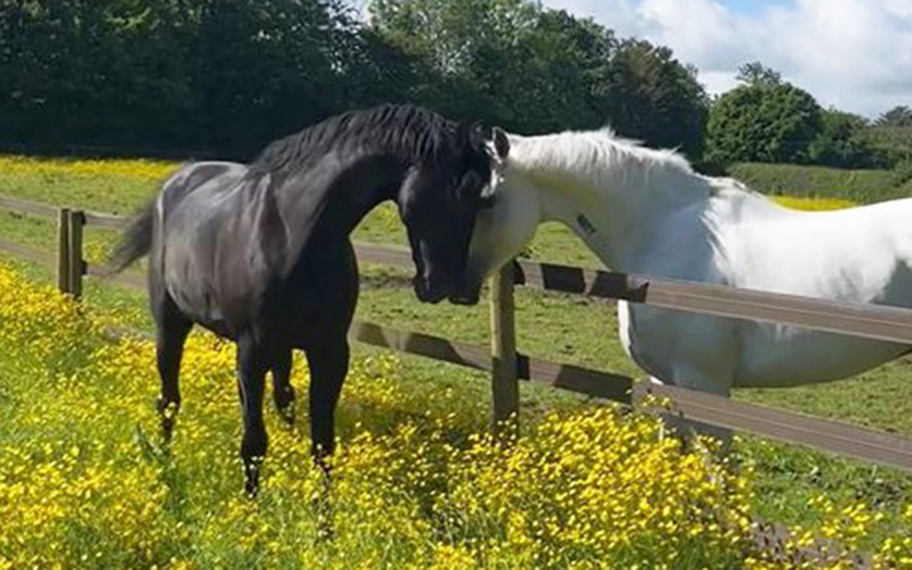Cavalry horses injured in London doing well